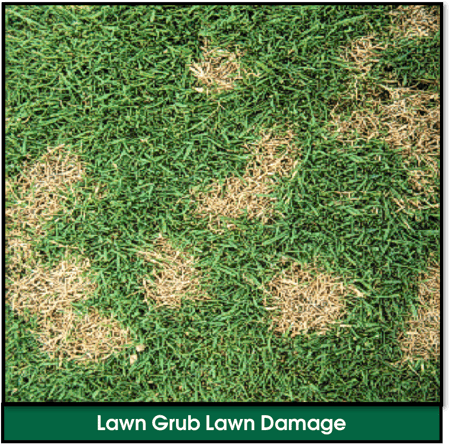 Lawn Grubs - Identify & Treat Lawn Grub Infestations Now!